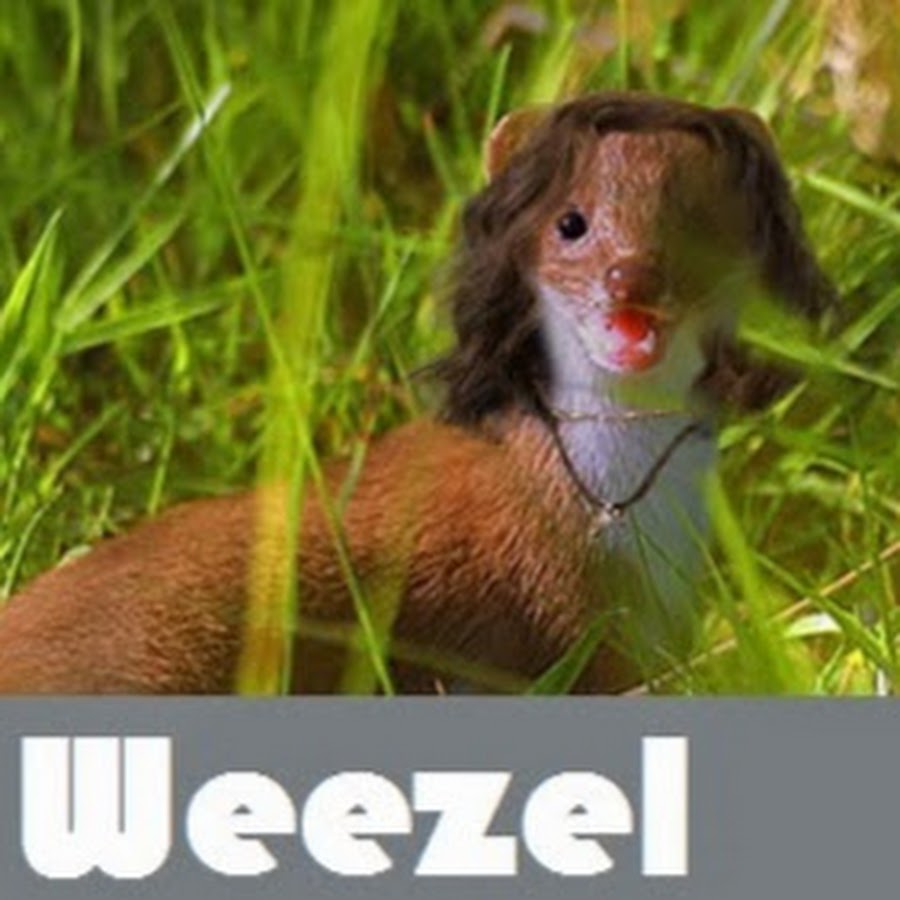 Weezel - YouTube