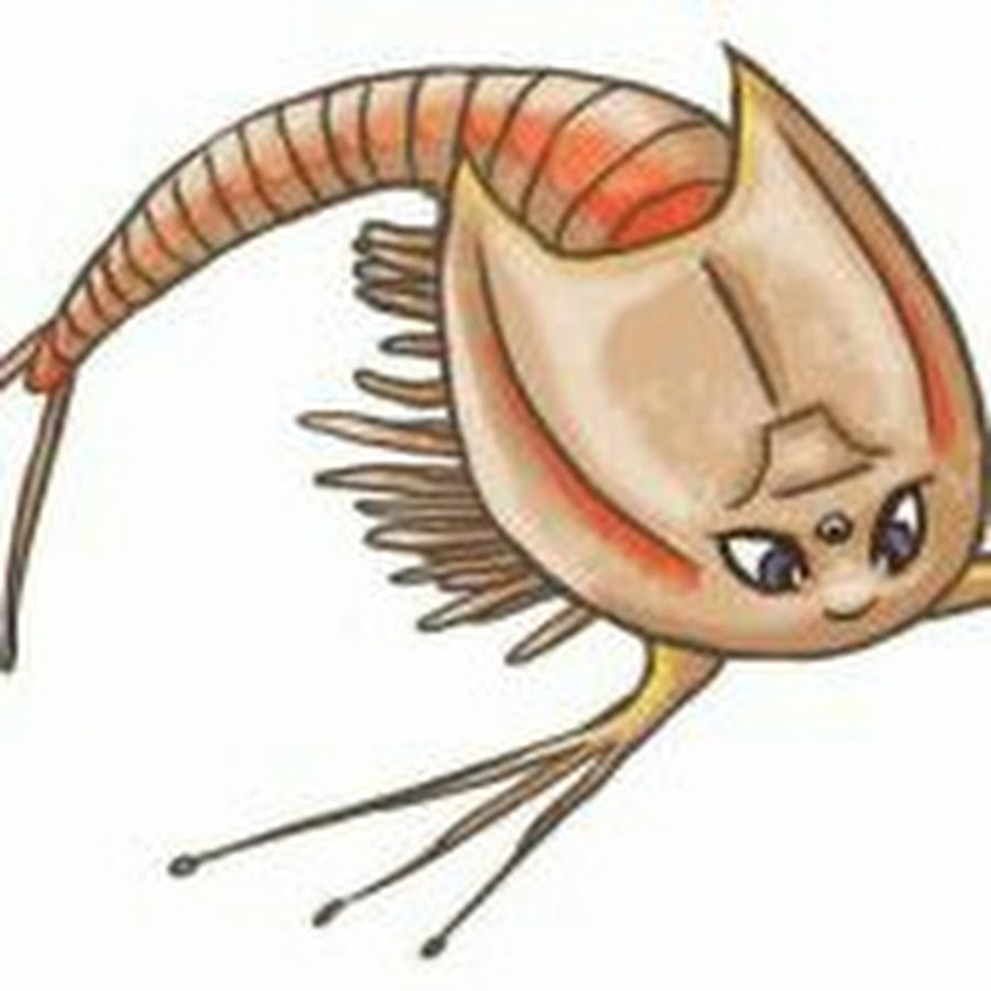 Special Triops DE - YouTube