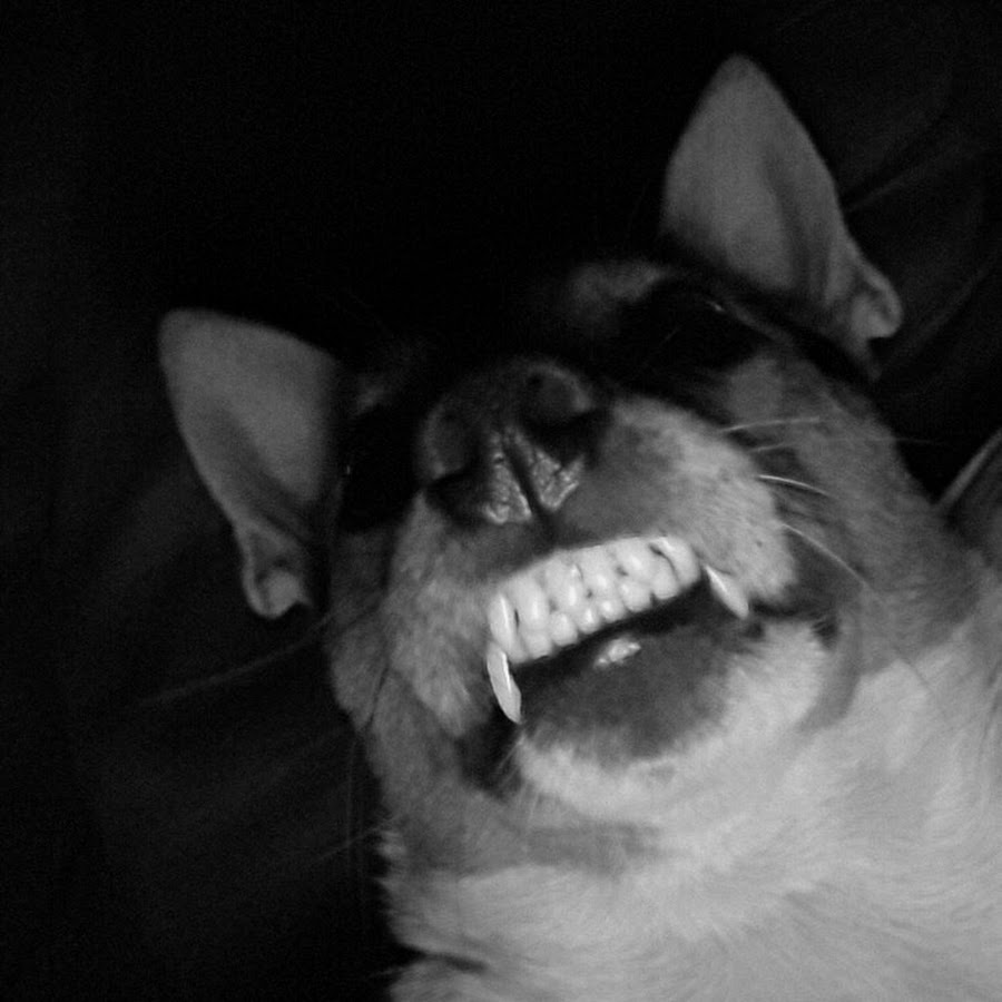 Demon Dog 666 - YouTube