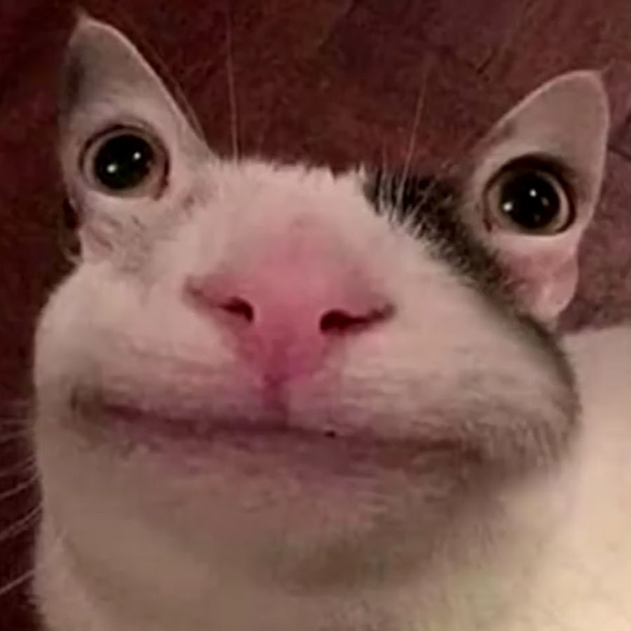 Katze darf Kevin bei mir spielen kommen - YouTube