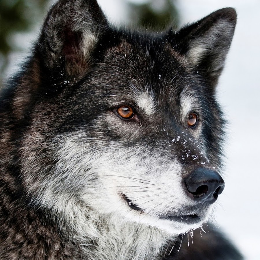 Siberian Wolf - YouTube