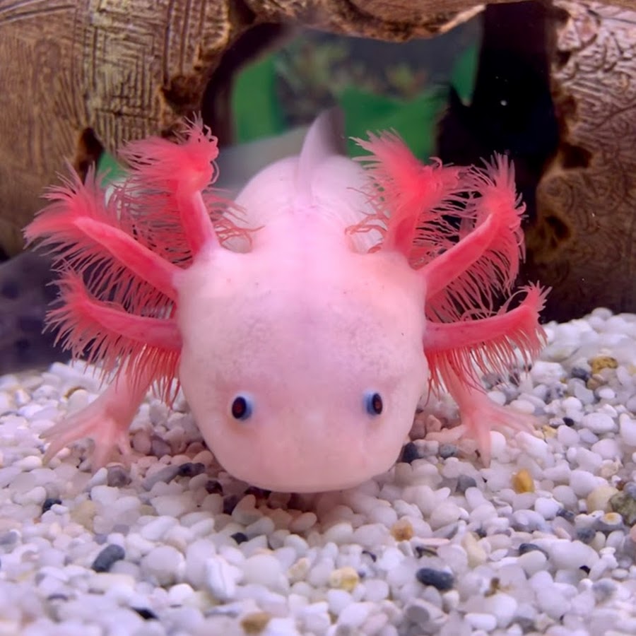 Axolotl DE - YouTube