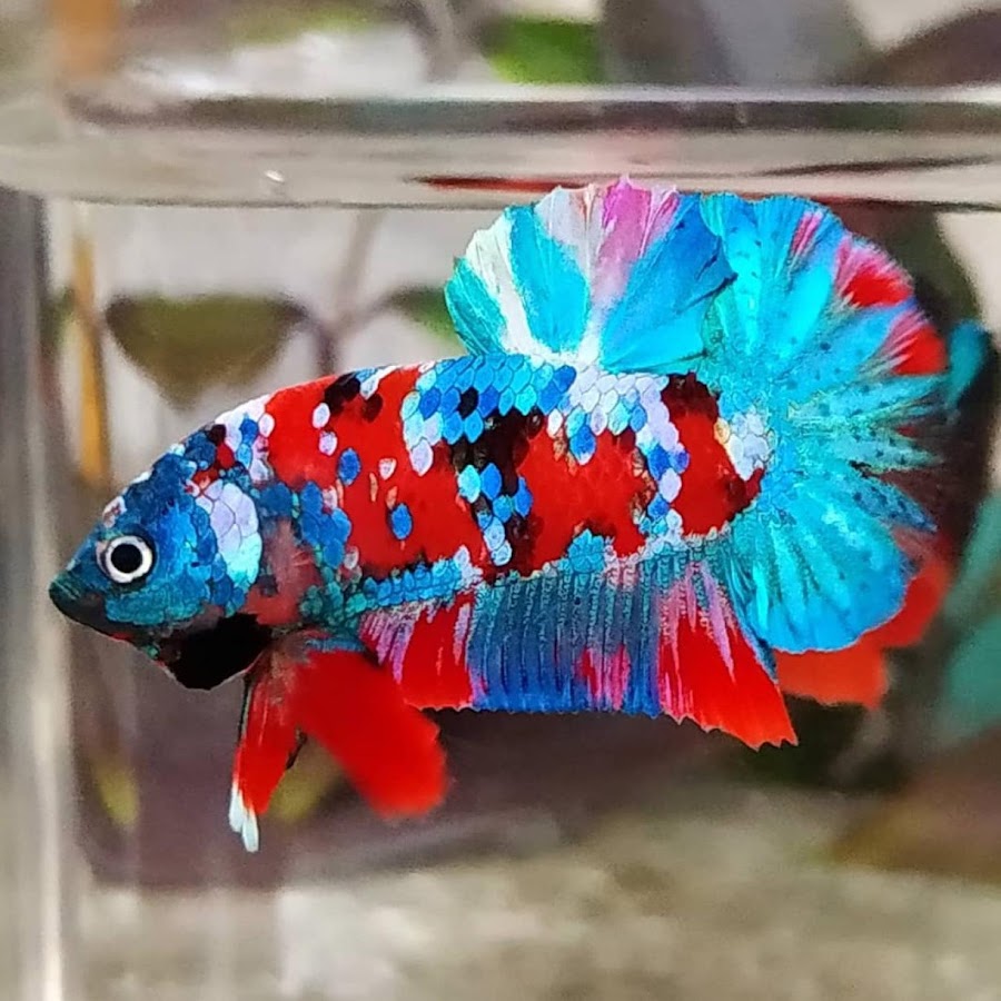 Super Betta HD - YouTube