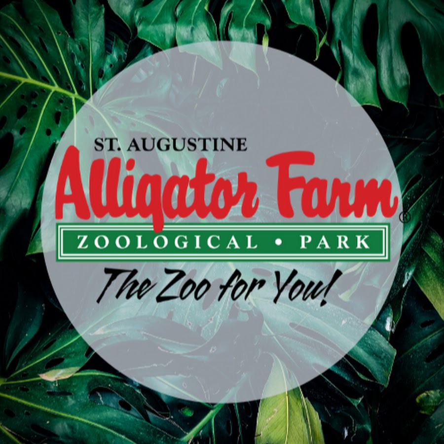 St. Augustine Alligator Farm: The Official Channel - YouTube