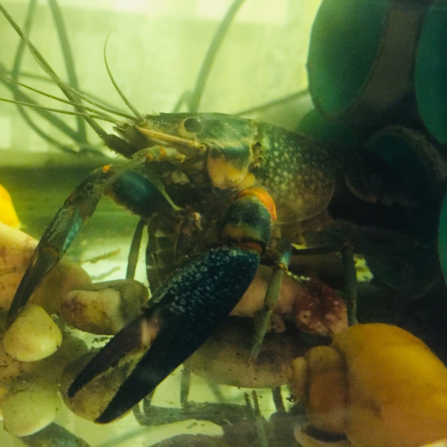 Red Claw Crayfish, Cherax quadricarinatus Kharkov - YouTube