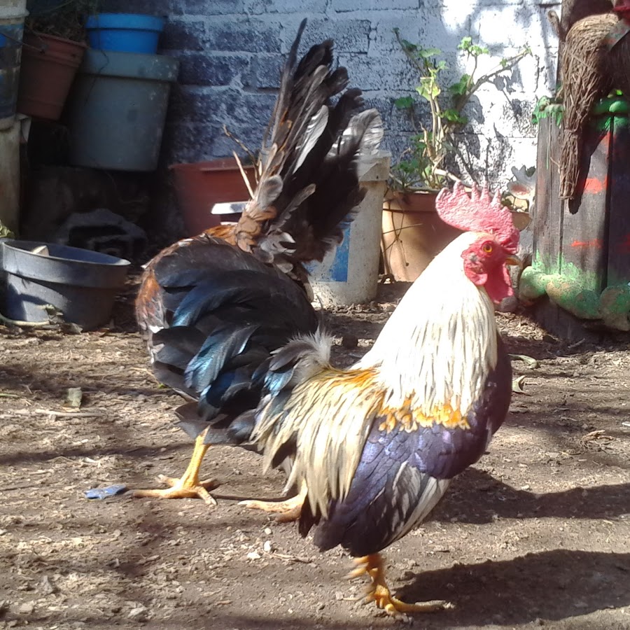 El Gallito Fino - YouTube