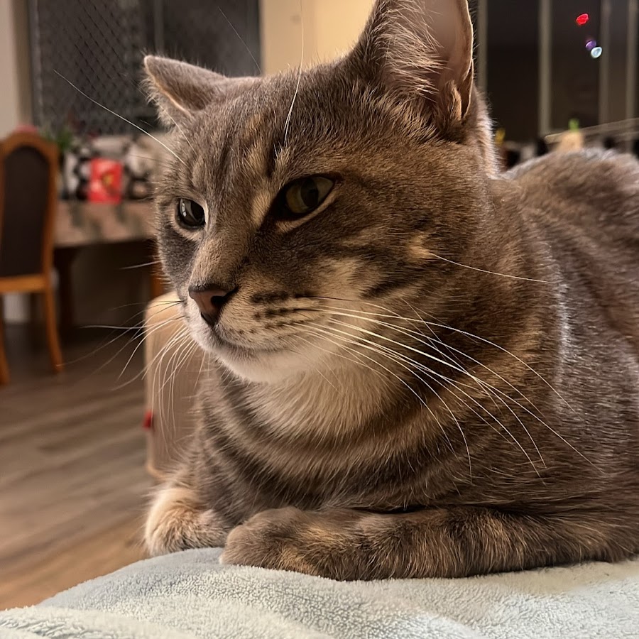 SHARDON OFFICIAL - YouTube