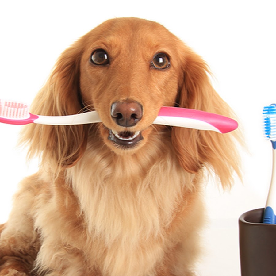 Med amine selmi - YouTube