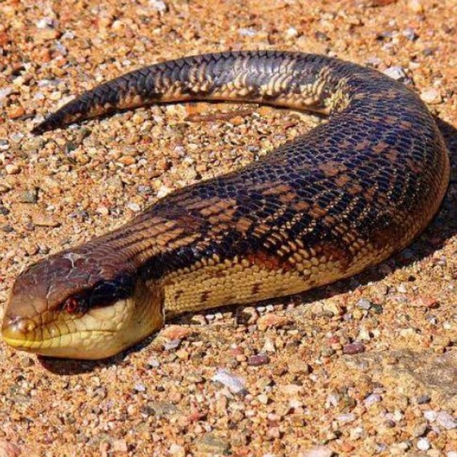 ツチノコ - YouTube