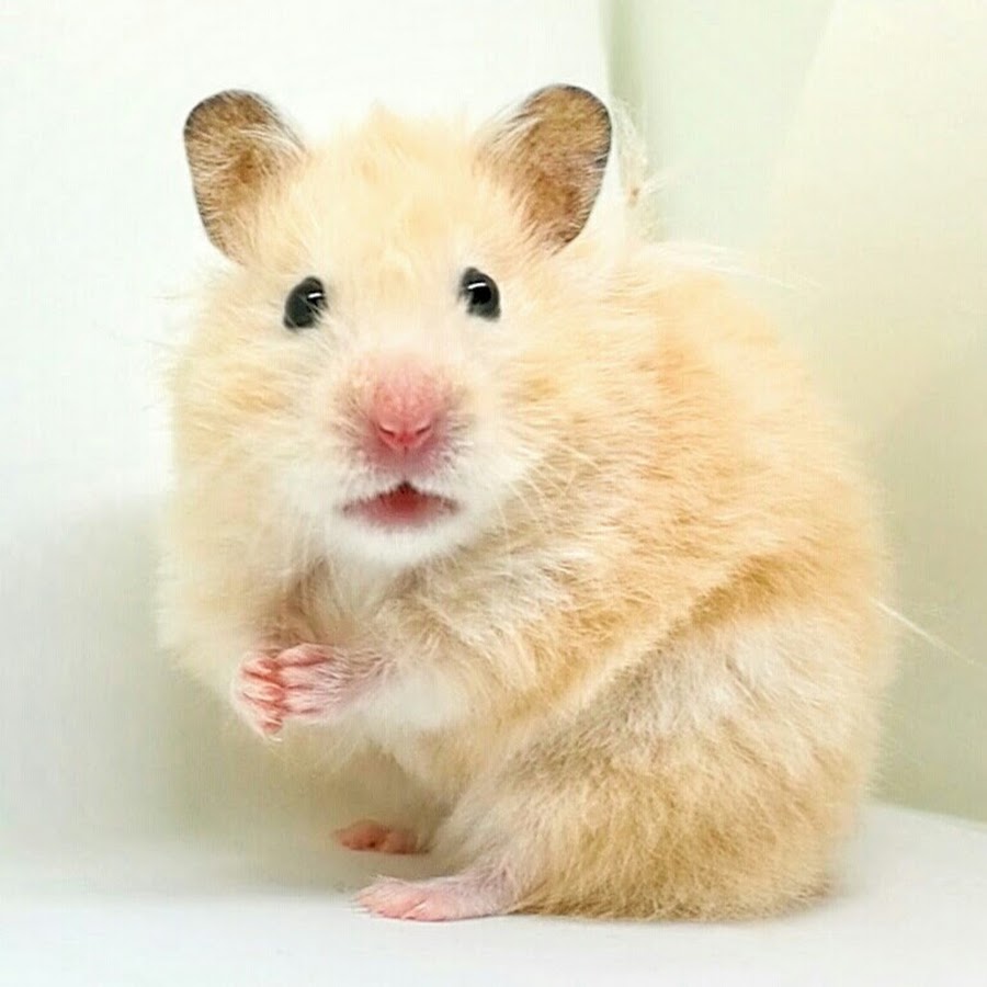 Jiwniw Fluffy Hamster - YouTube