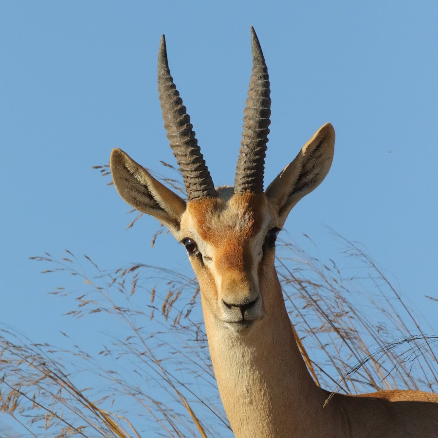 Israel Wildlife Channel - YouTube