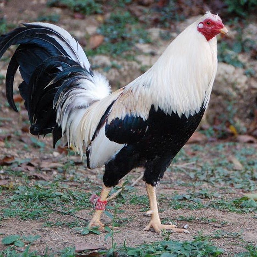 Ga Da Ben Tre - YouTube