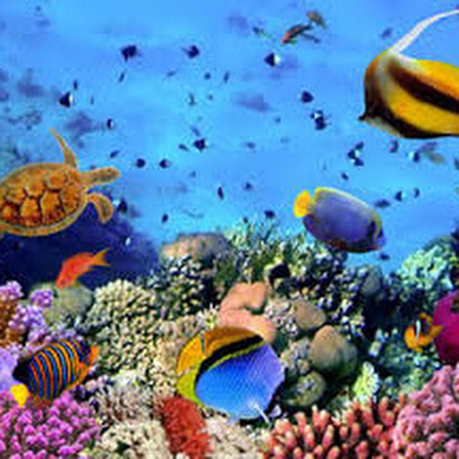 Ocean Documentary Channel - YouTube