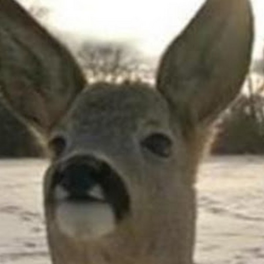 AutisticDeer - YouTube