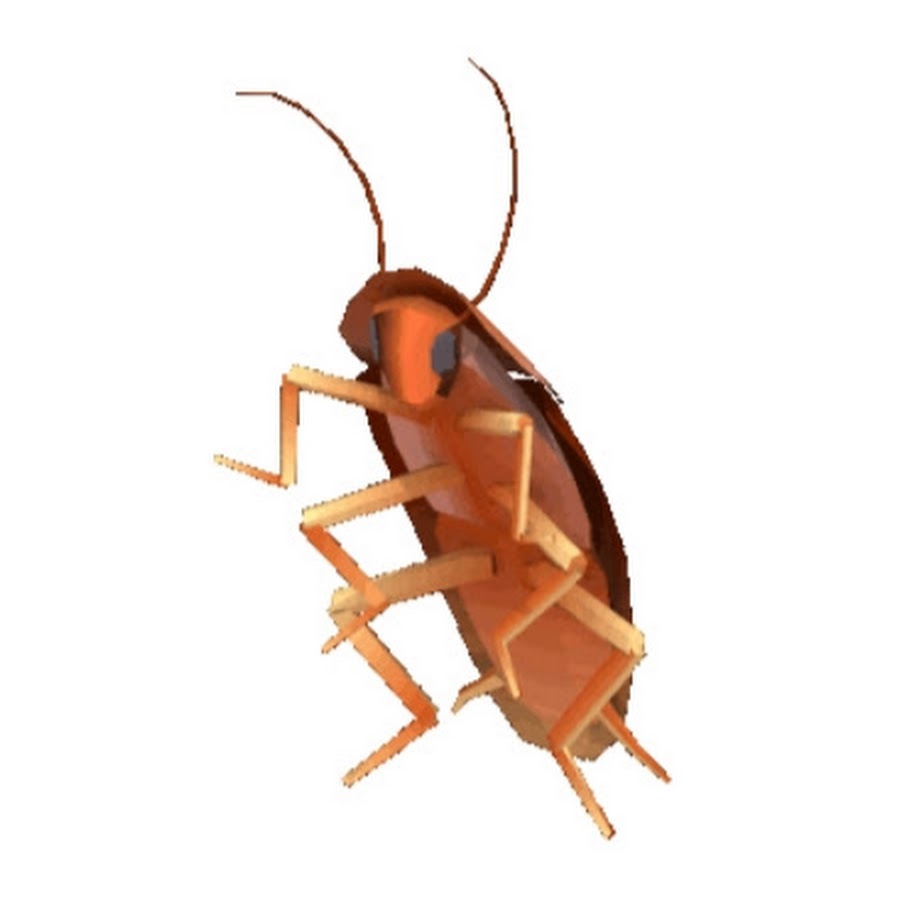 roach_man_roach_man - YouTube