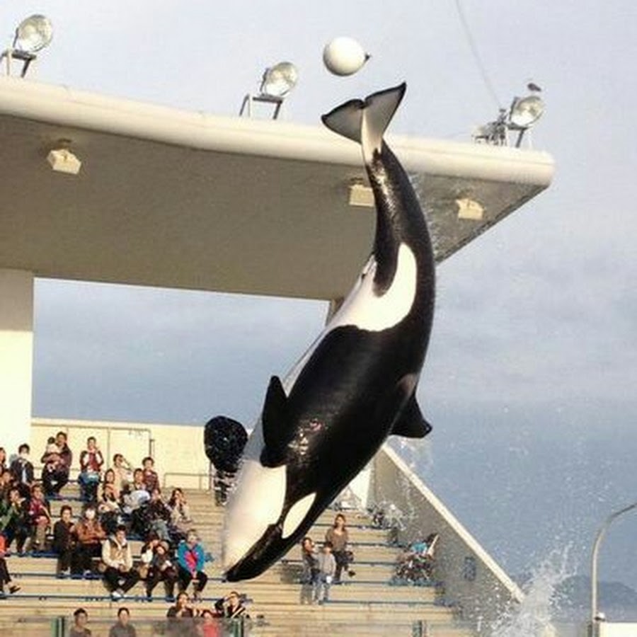 The Orca Kid - YouTube