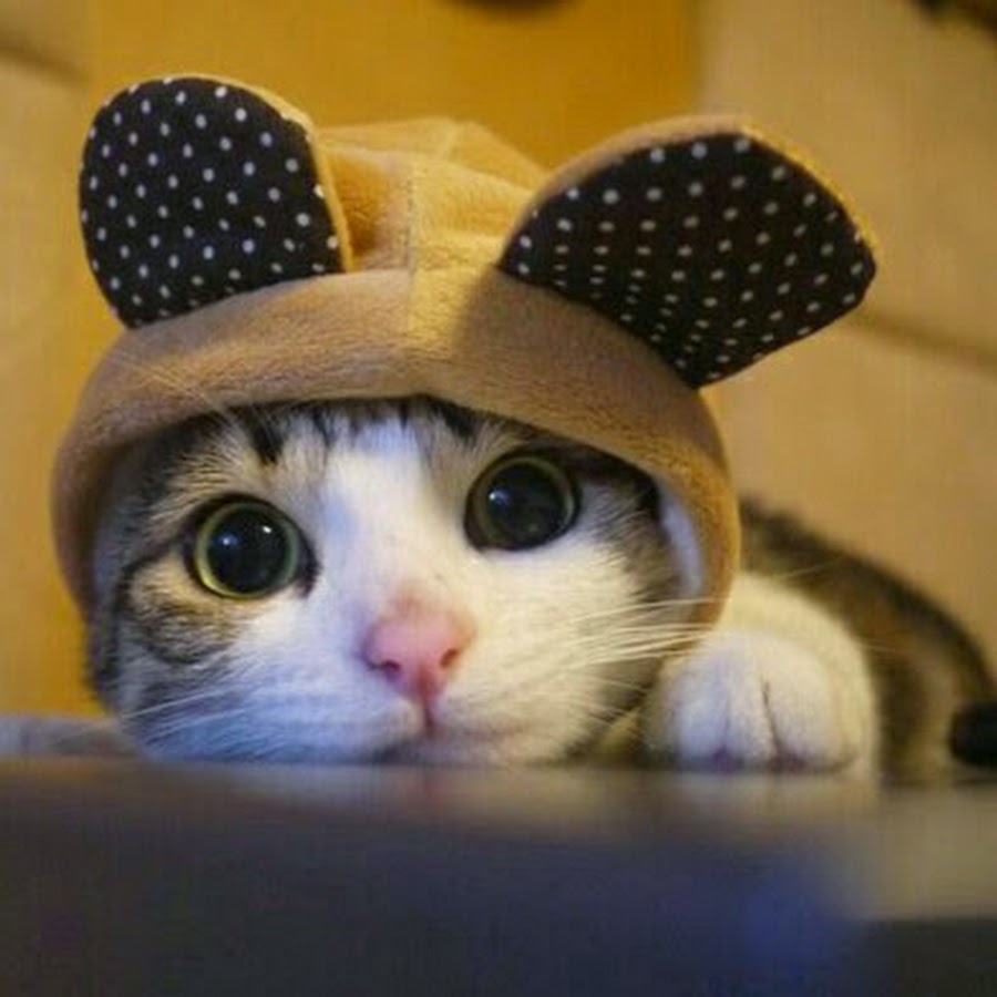 Liam Cat Shannel - YouTube