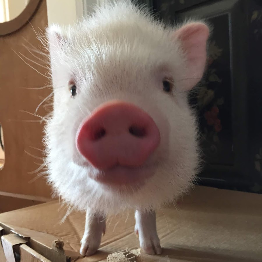 Abby the Pink Piggy - YouTube