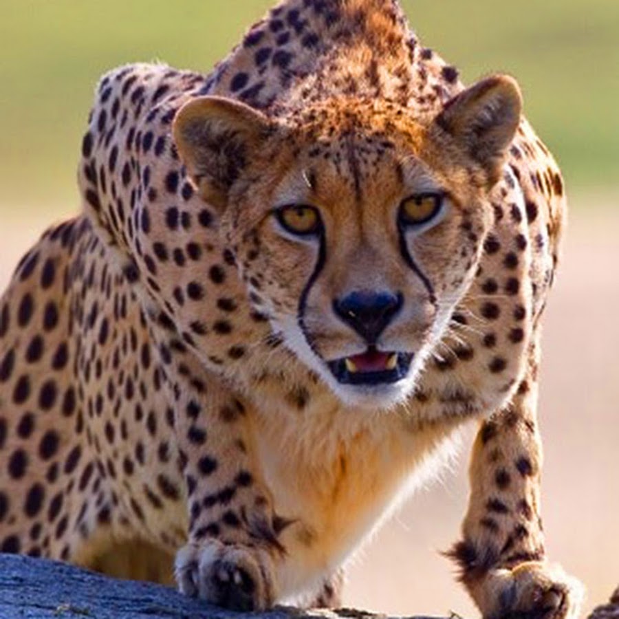 Animals Africa Arab - YouTube