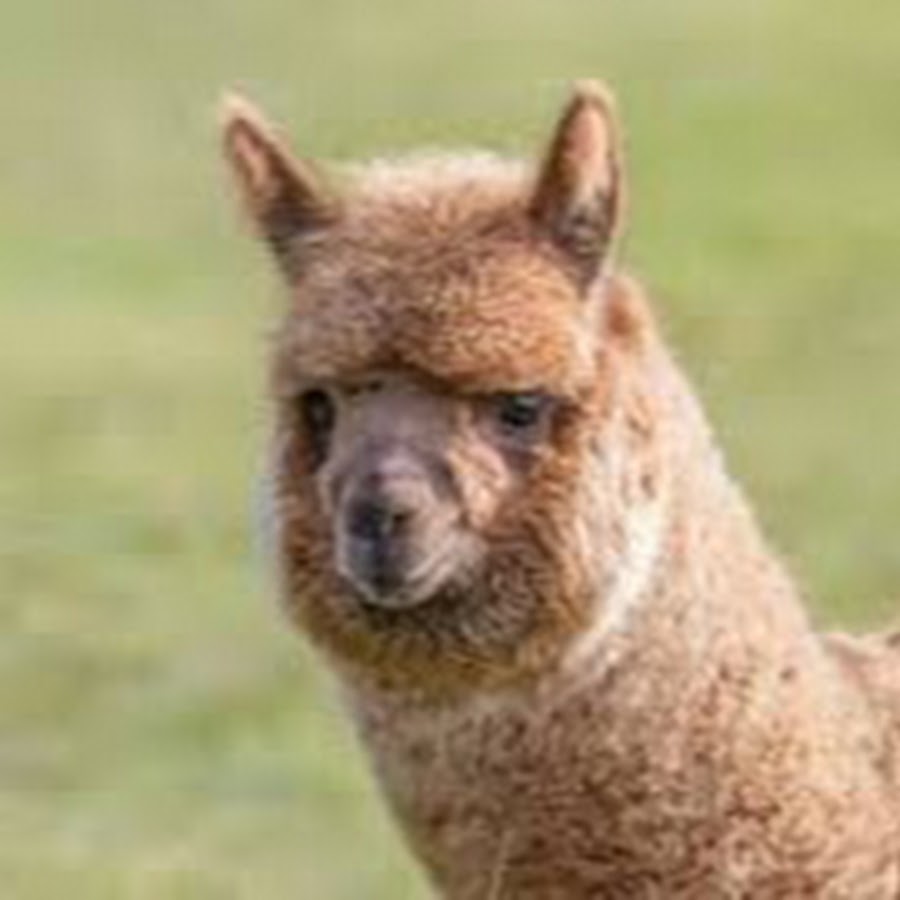 Derpy Turtle - YouTube