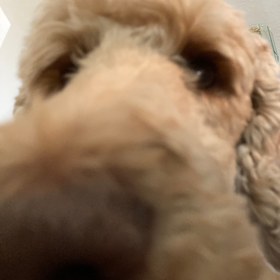 Skippy Dinglechalk - YouTube