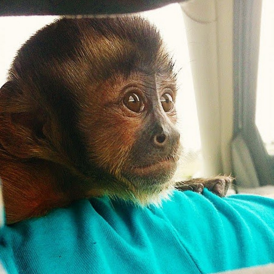 Monkey willie Productions - YouTube