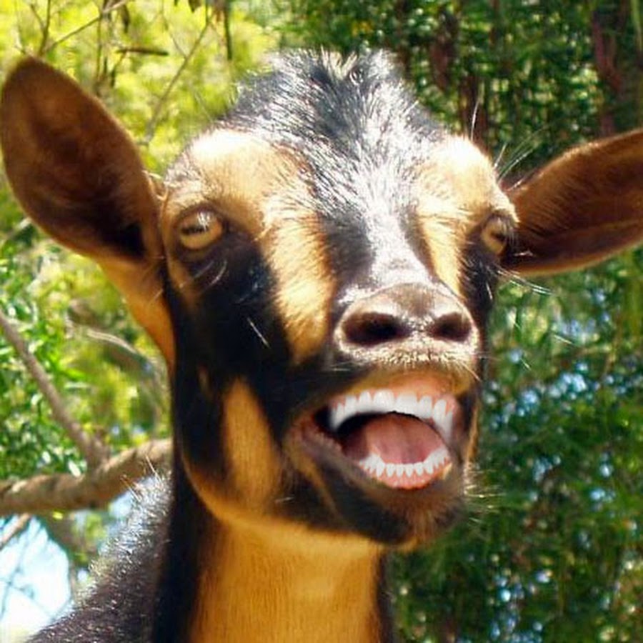 Screaming Goat Productions - YouTube