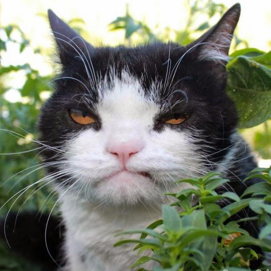 Pokey The Scowling Cat - YouTube