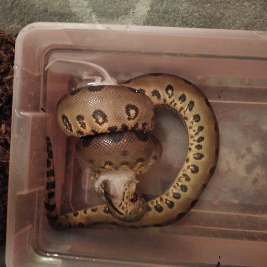 green anaconda, suriname boa, Colombian boa - YouTube