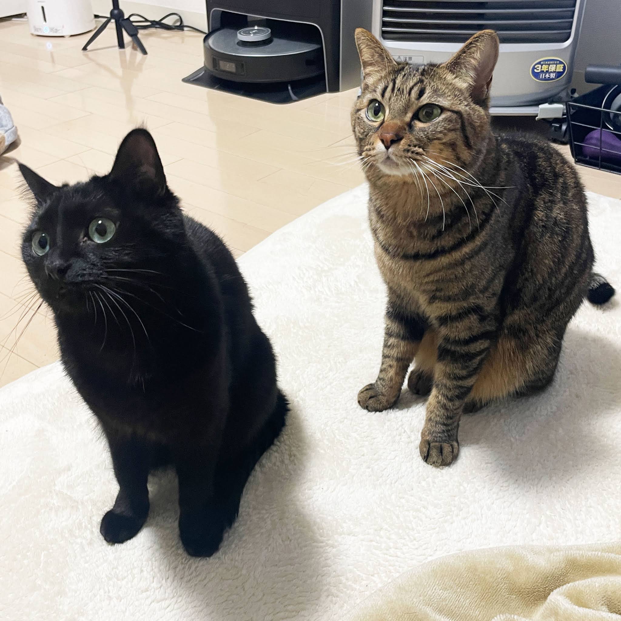 Post from Samoji & Hotane 's Daily Life