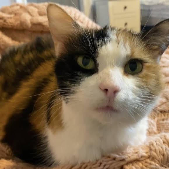 Post from Mochi the Calico