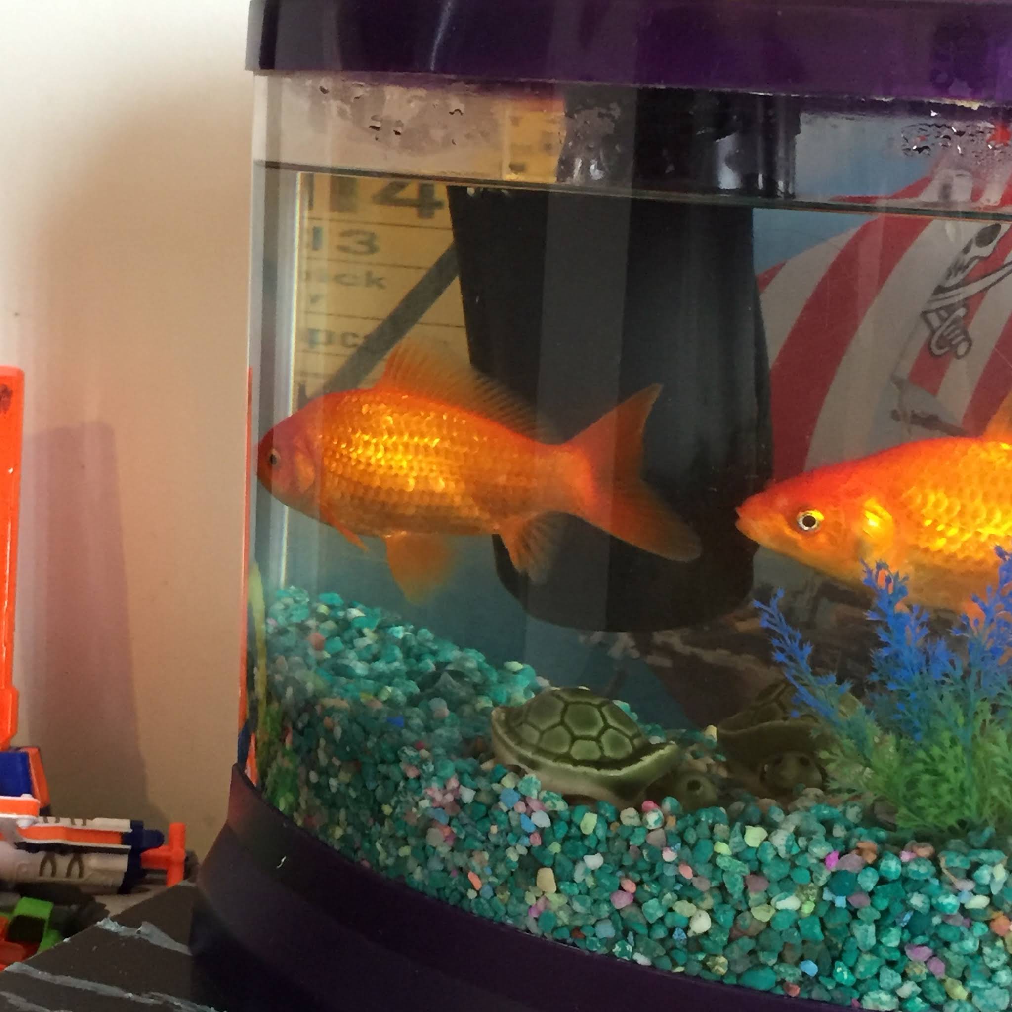 Post from OoferGuide