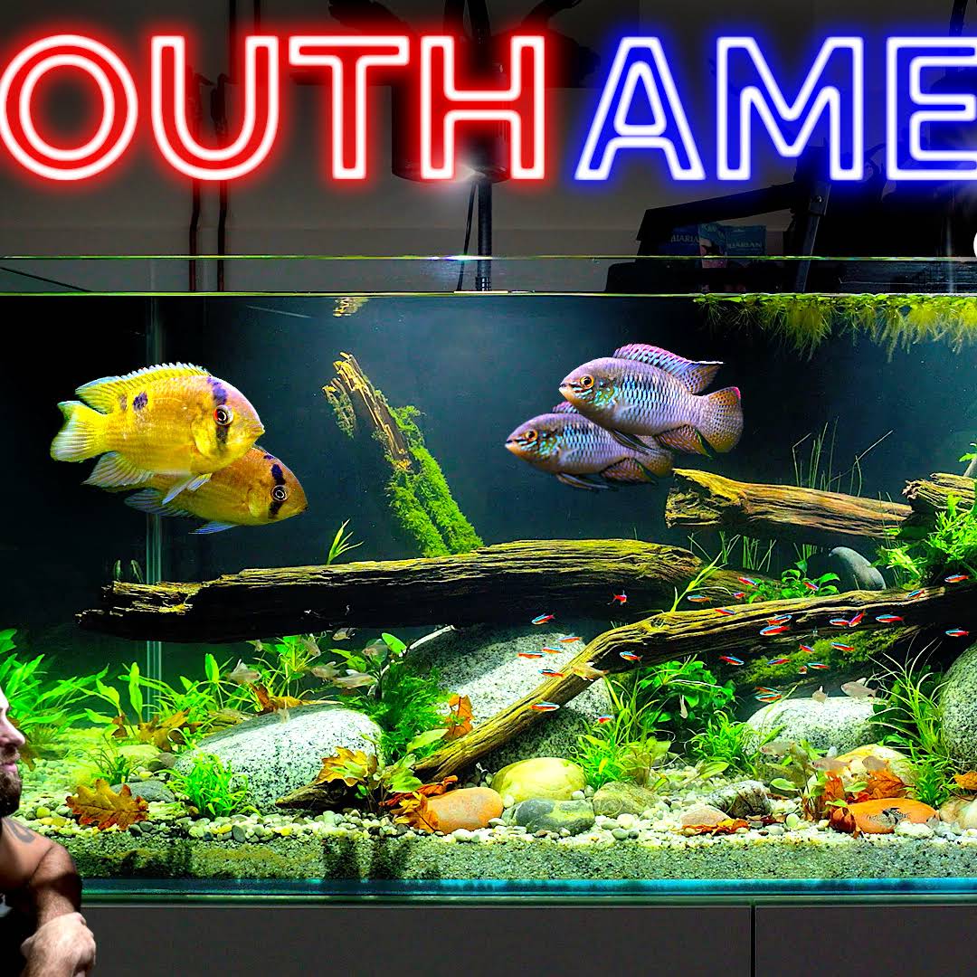 Post from MD Fish Tanks