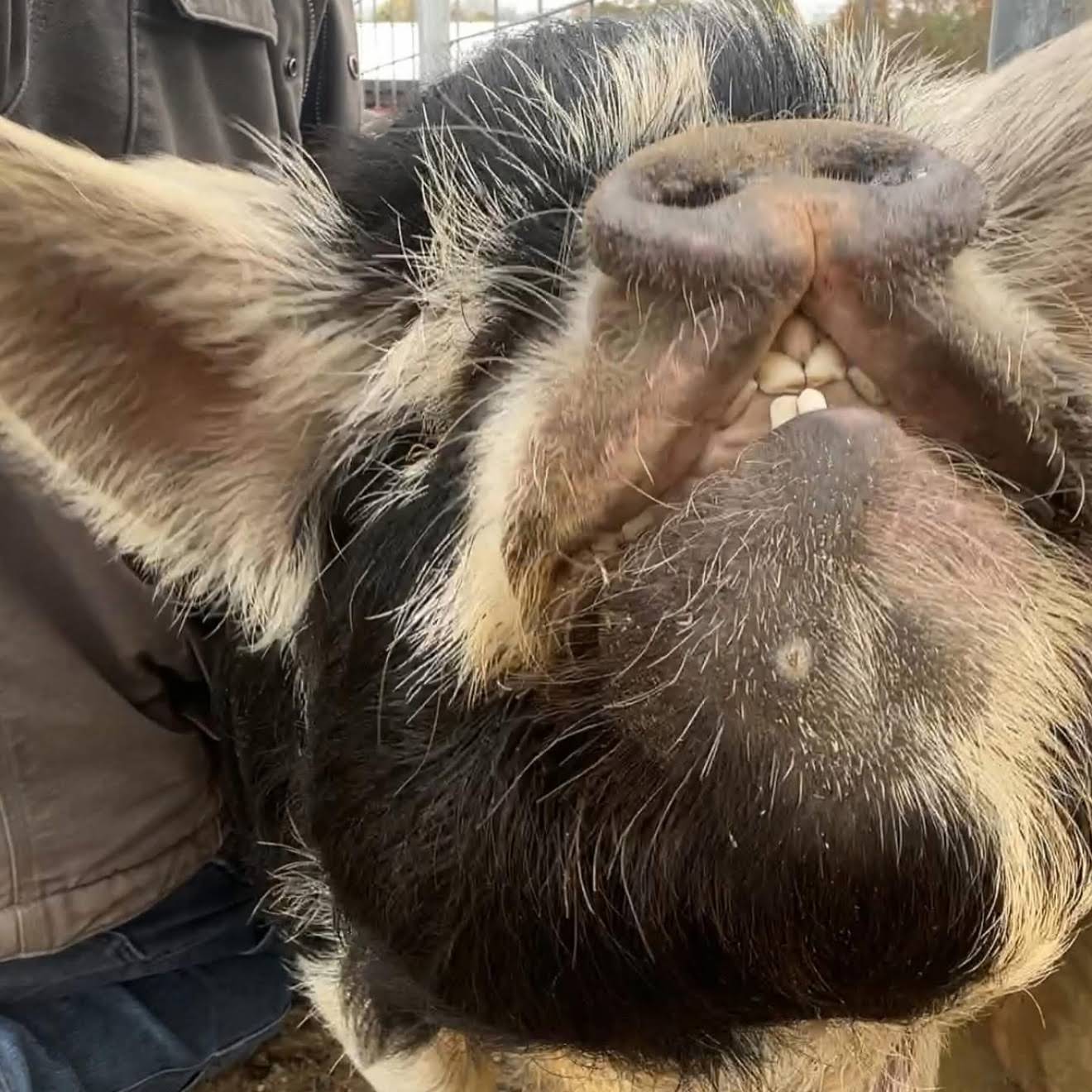 Post from Cog Hill Family Farm