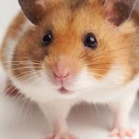 Poll from hammy the ham