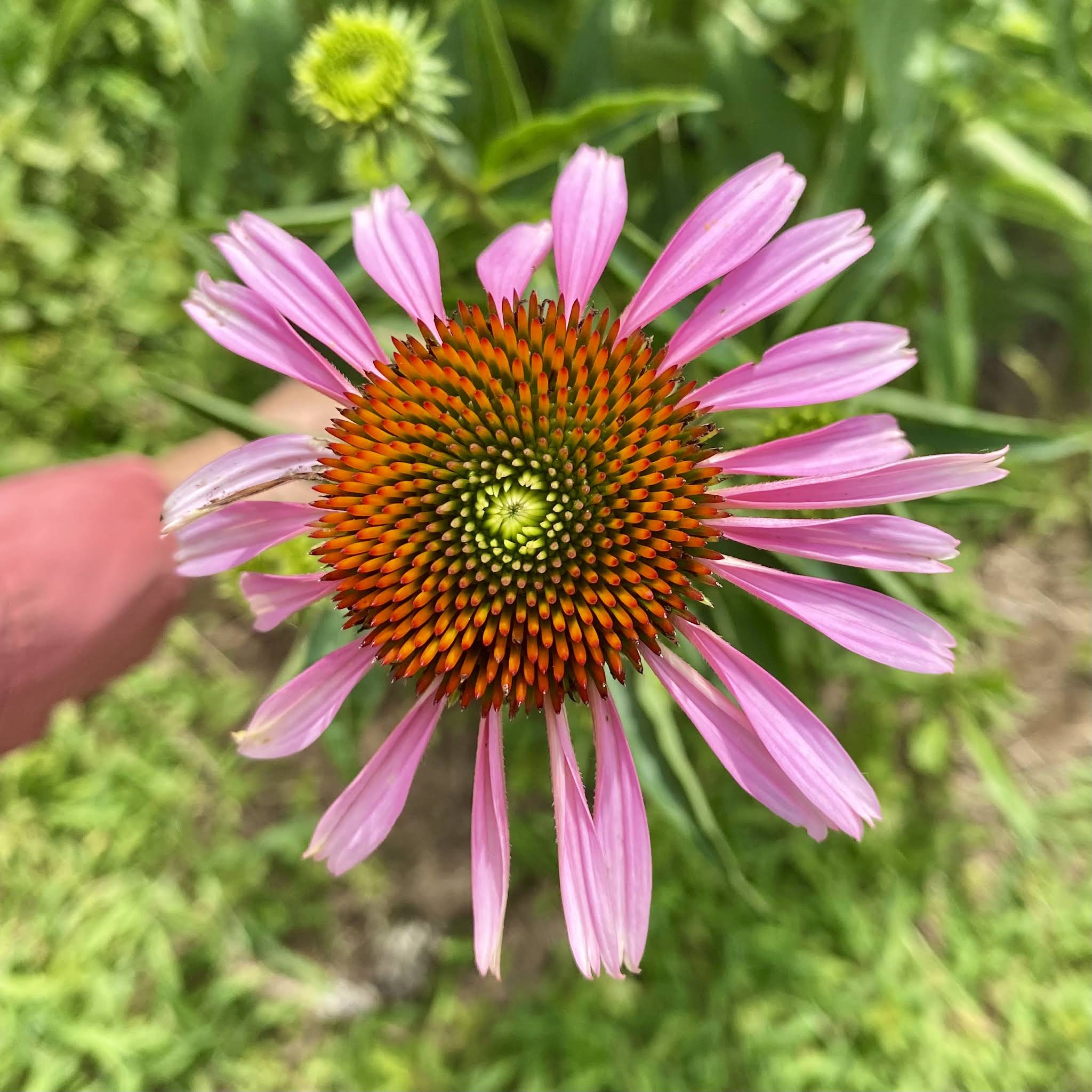 Post from Kaye Kittrell Late Bloomer