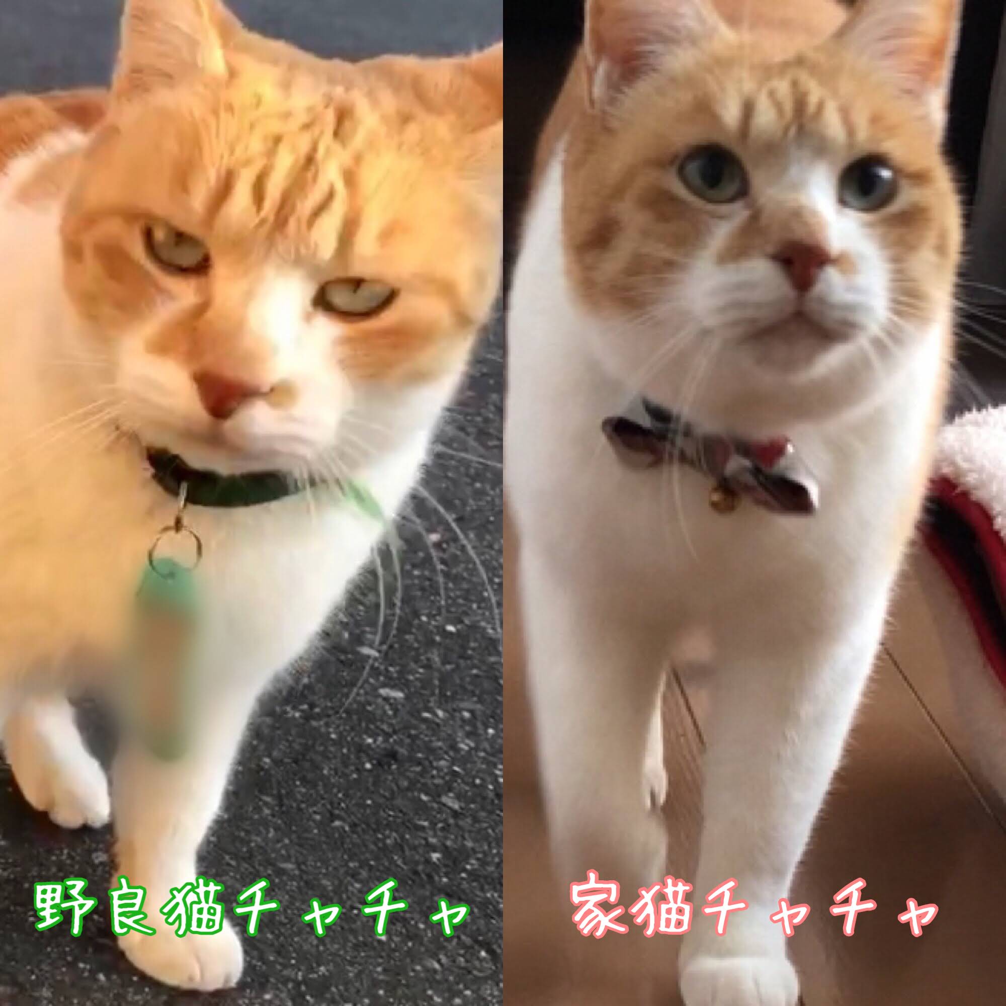 Post from How Chacha, a homeless cat ＆Rme