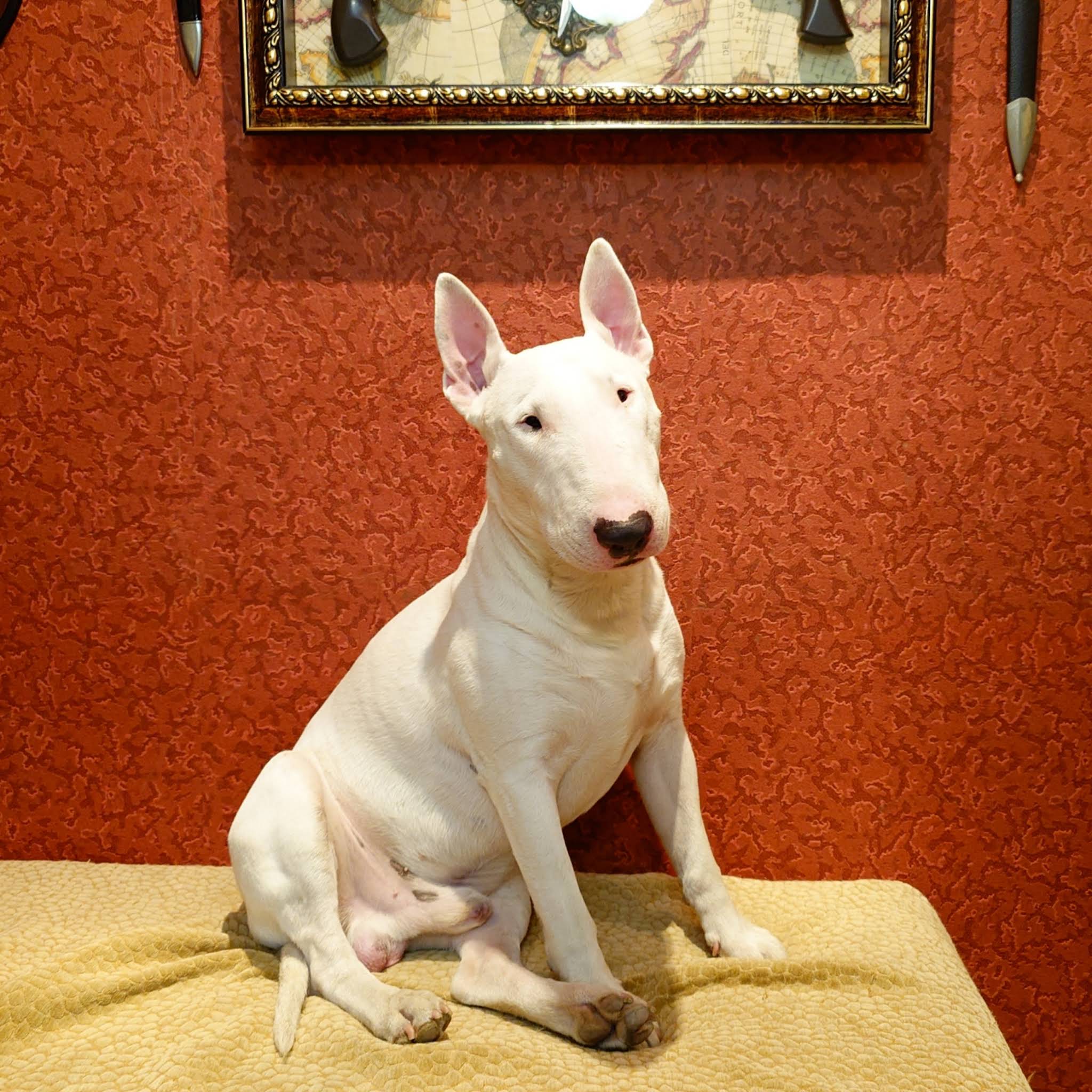 Post from Snap Bull Terrier