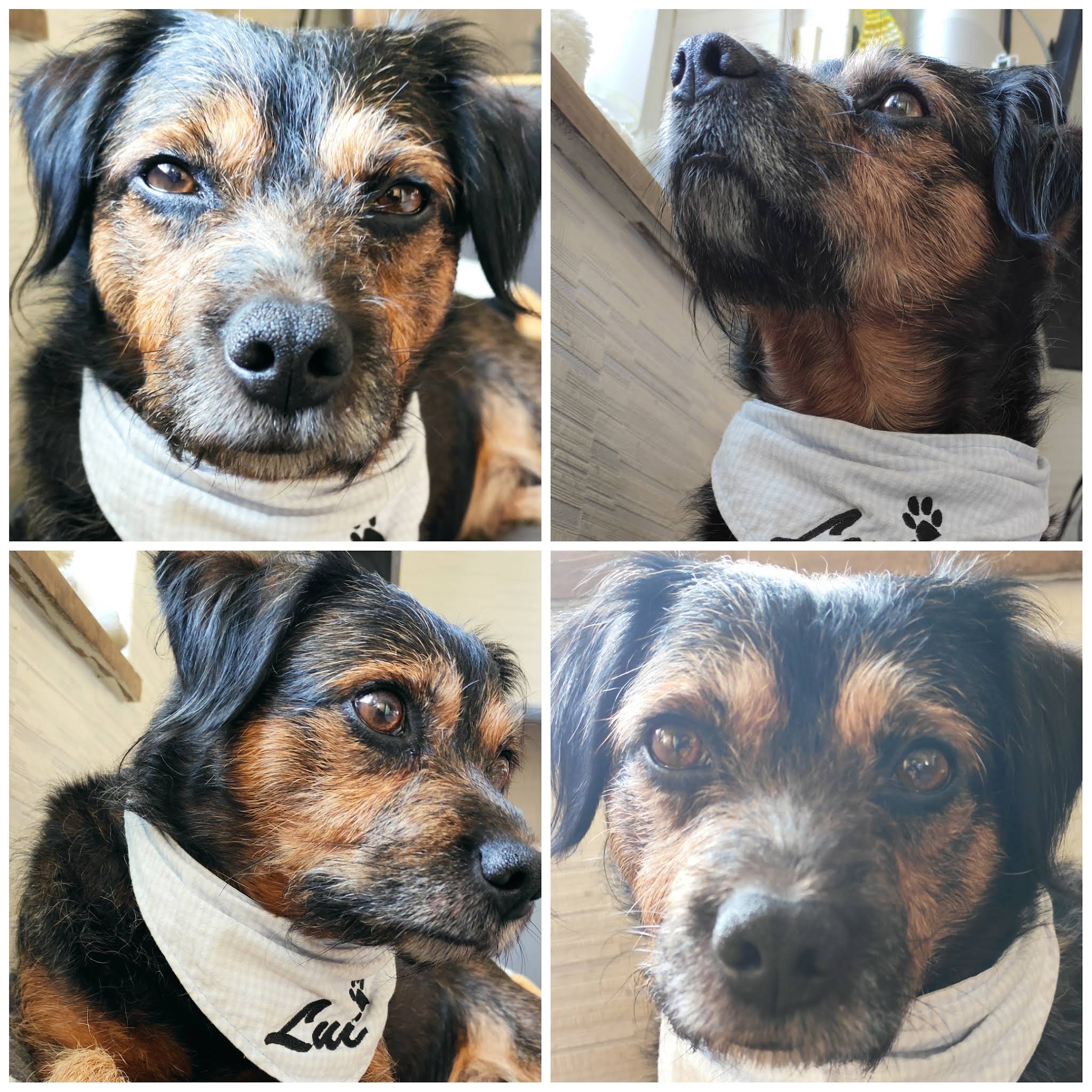 Post from Lui dog life