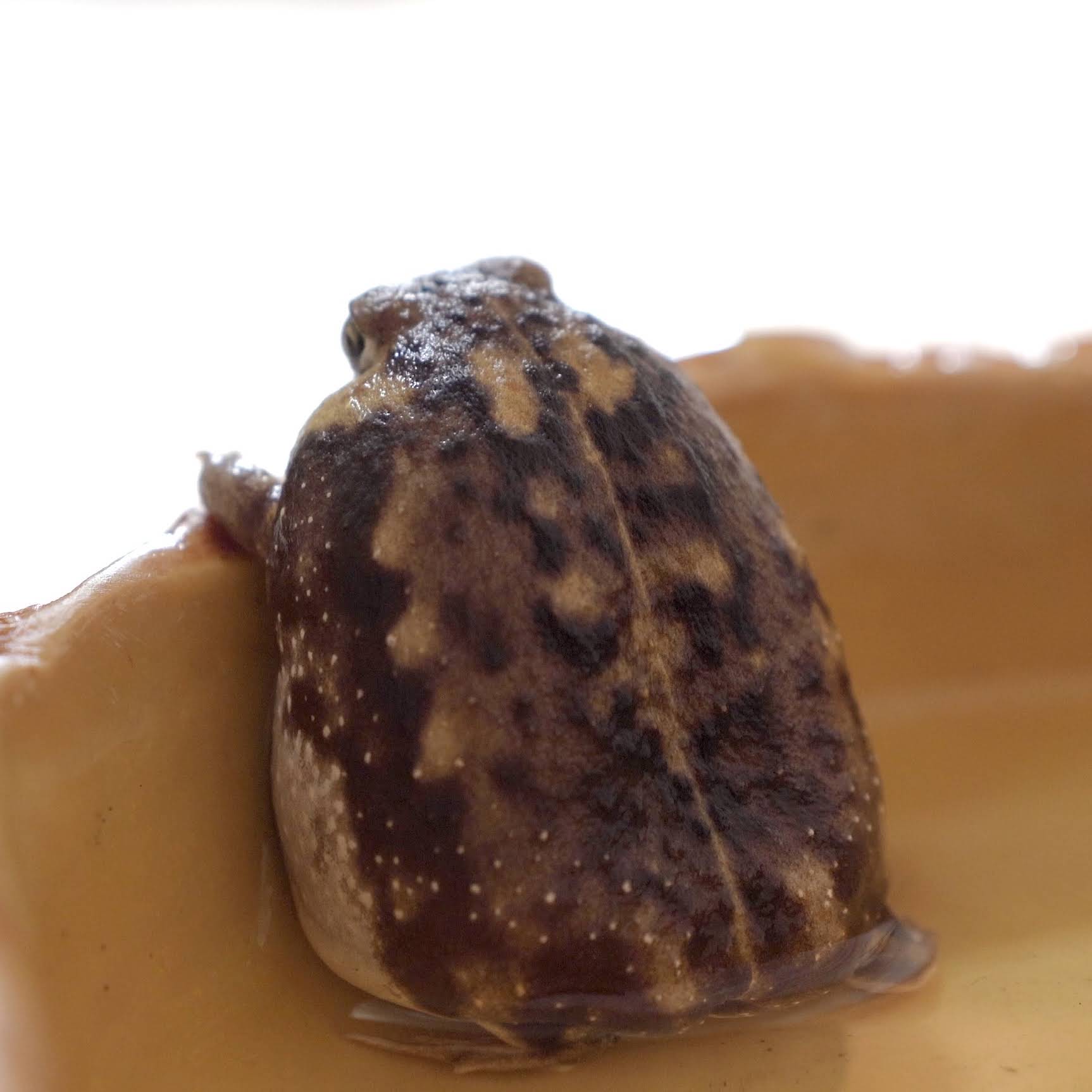 Post from Frog Pamper Moony Plus