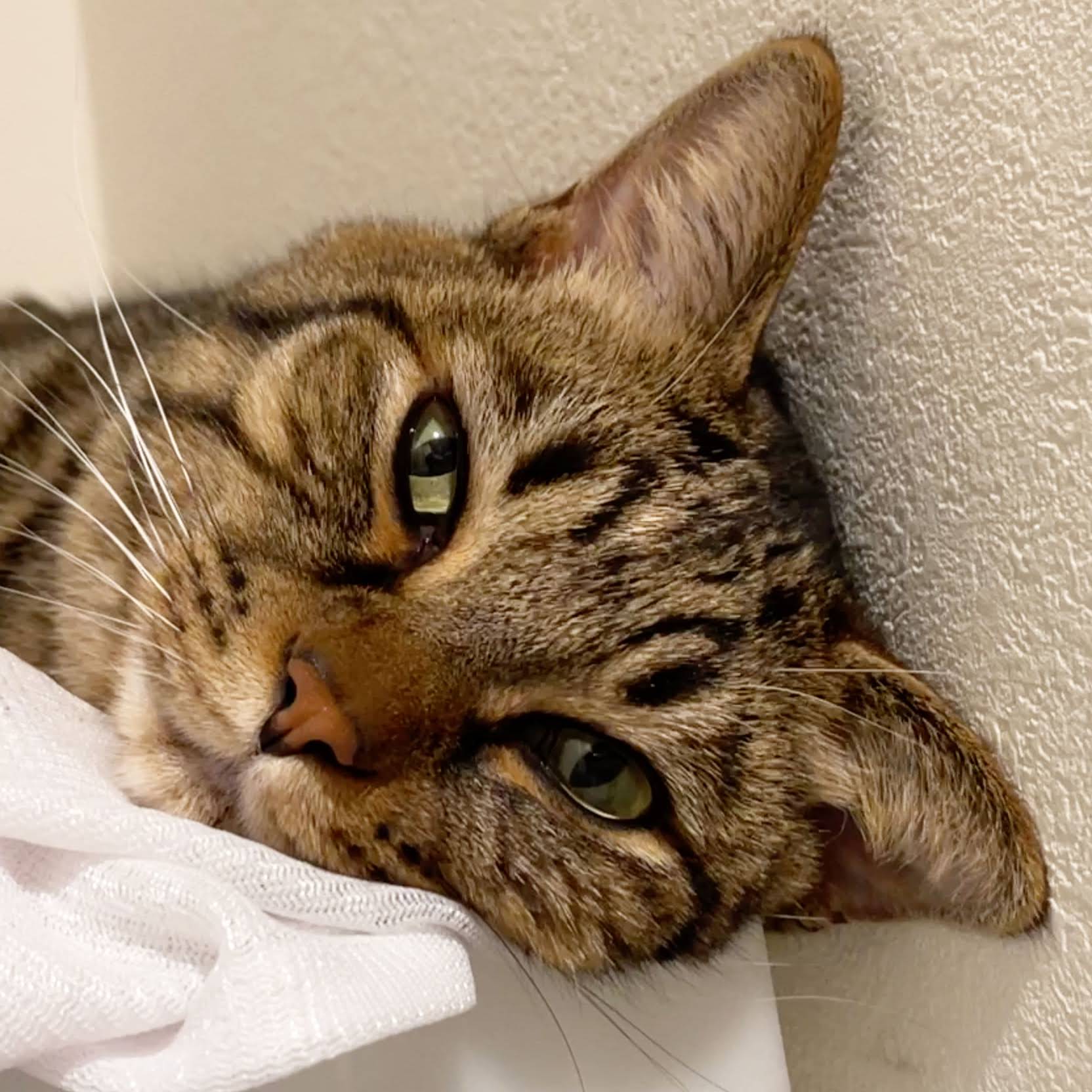 Post from Samoji & Hotane 's Daily Life