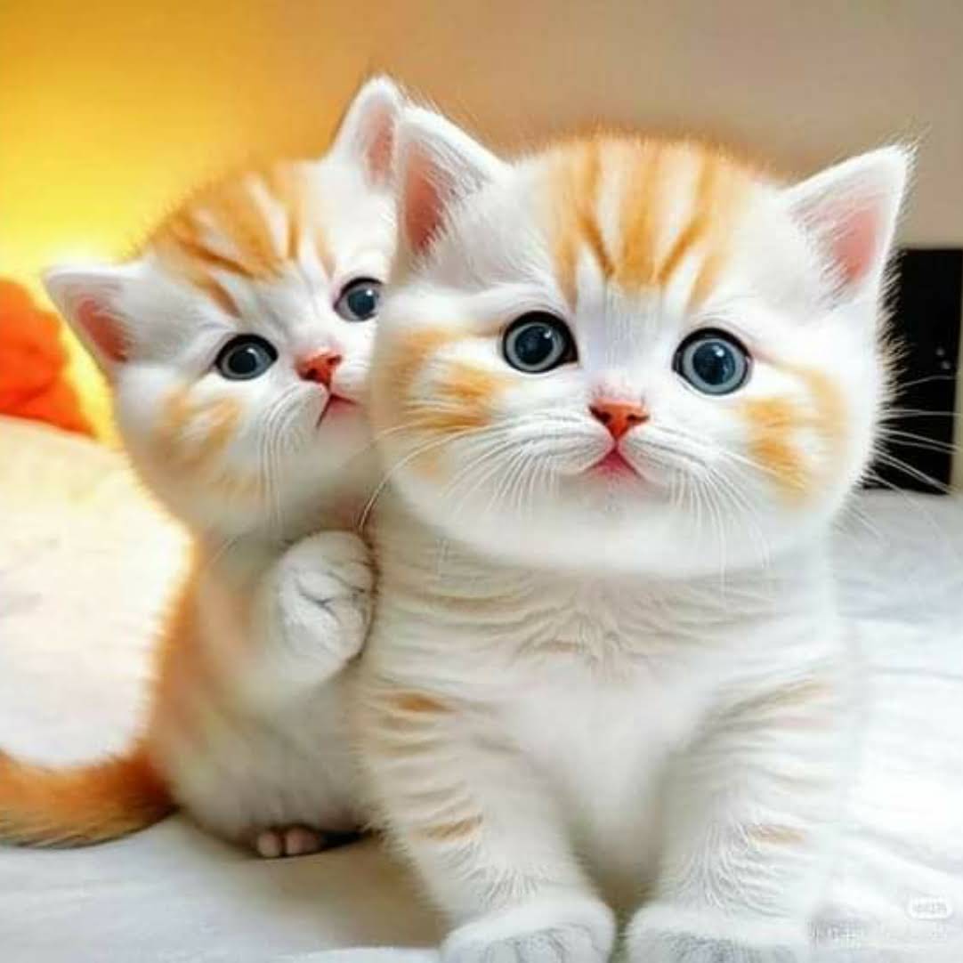 Post from Pretty Kittens