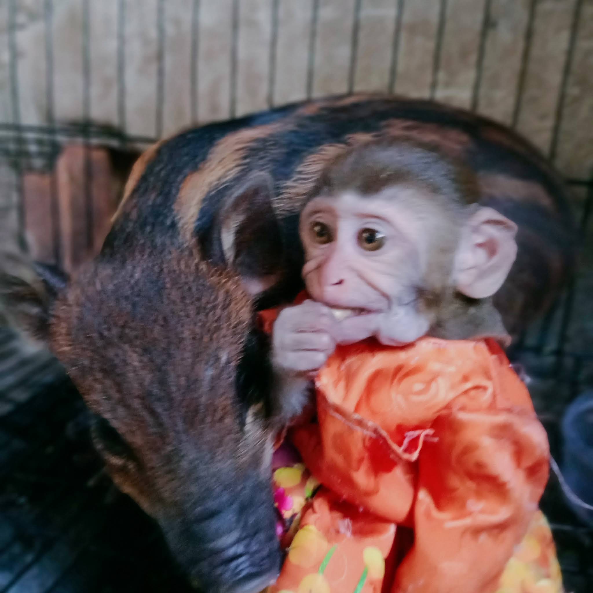 Post from Monkey Ari