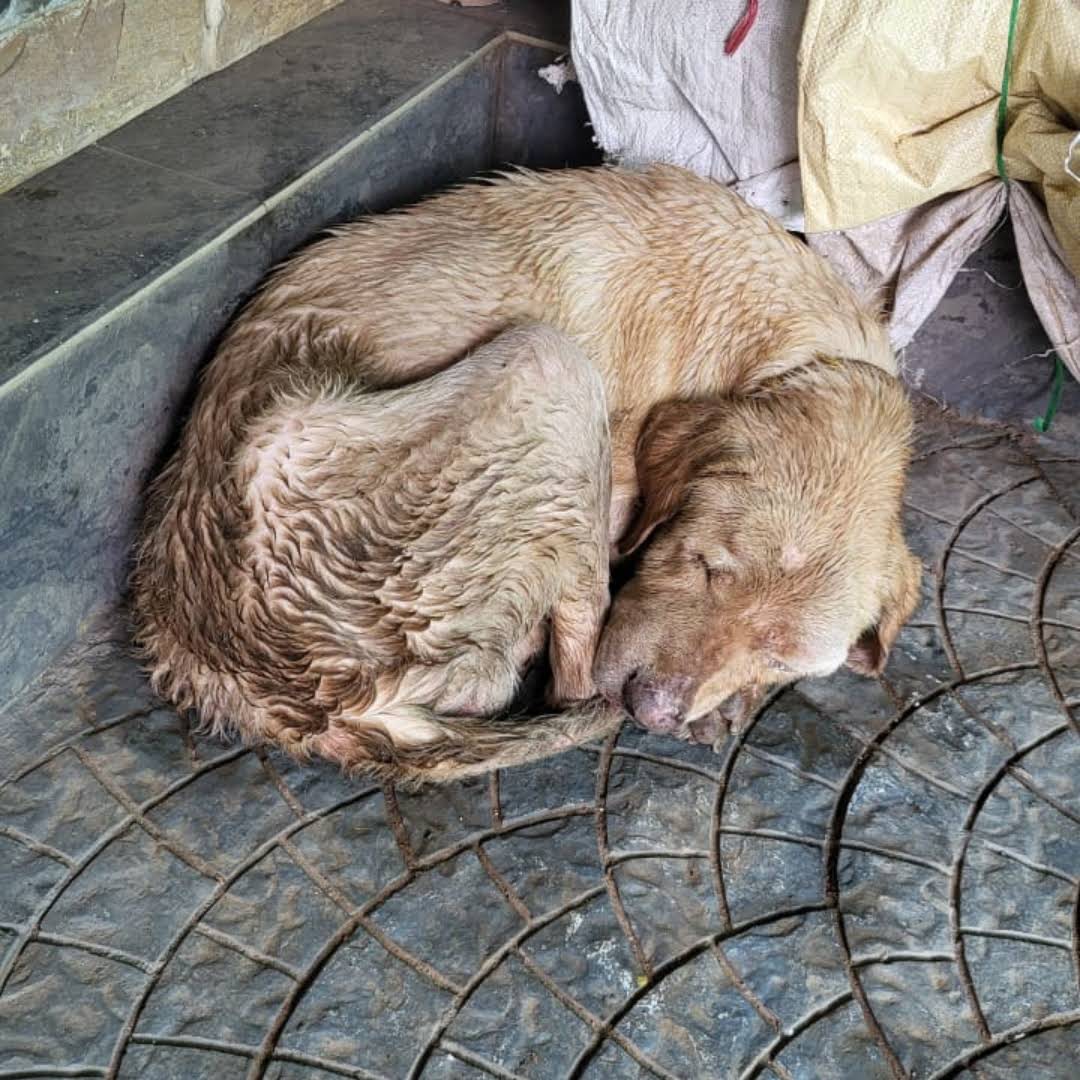 Post from Palakkadan changathi