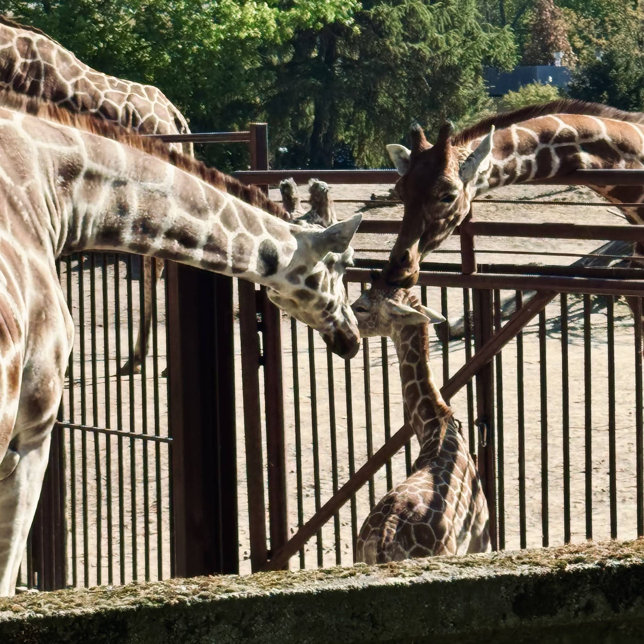 Post from Cesar Creates