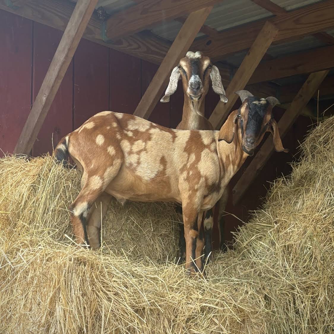 Post from Appalachia's Homestead with Patara