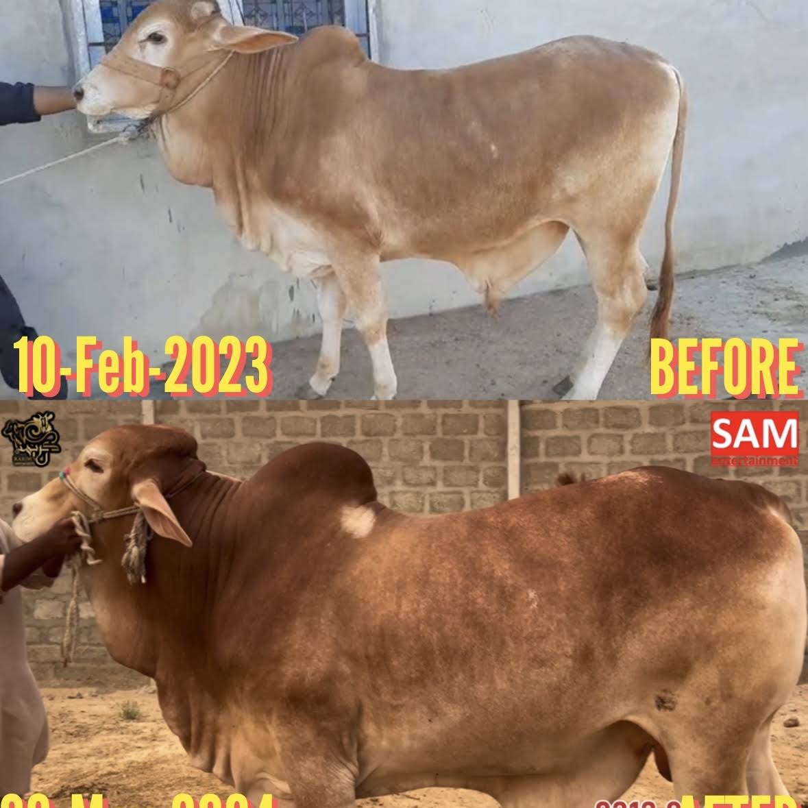 Post from SAM Entertainment By Sameed