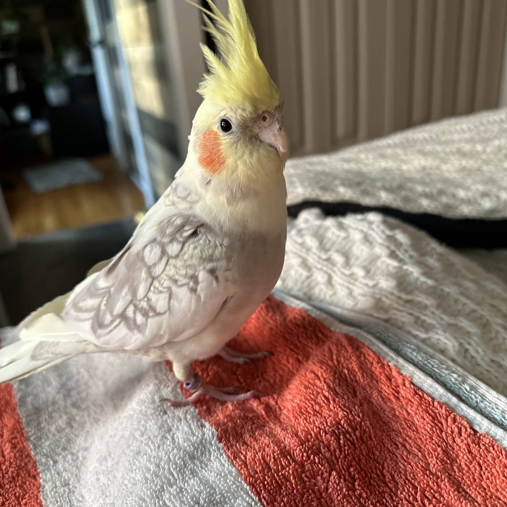 Post from Buster The Cockatoo
