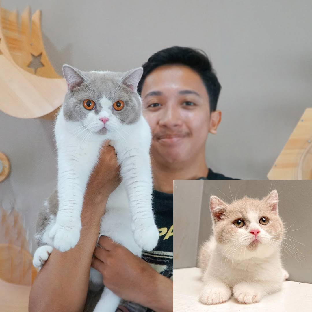 Post from Kucing Cemara