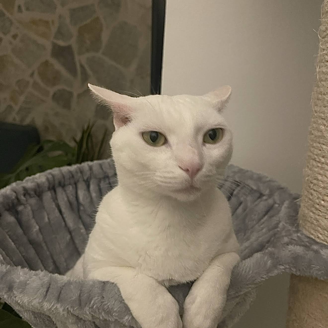 Post from Boy the Flip Cat 🤸🏼